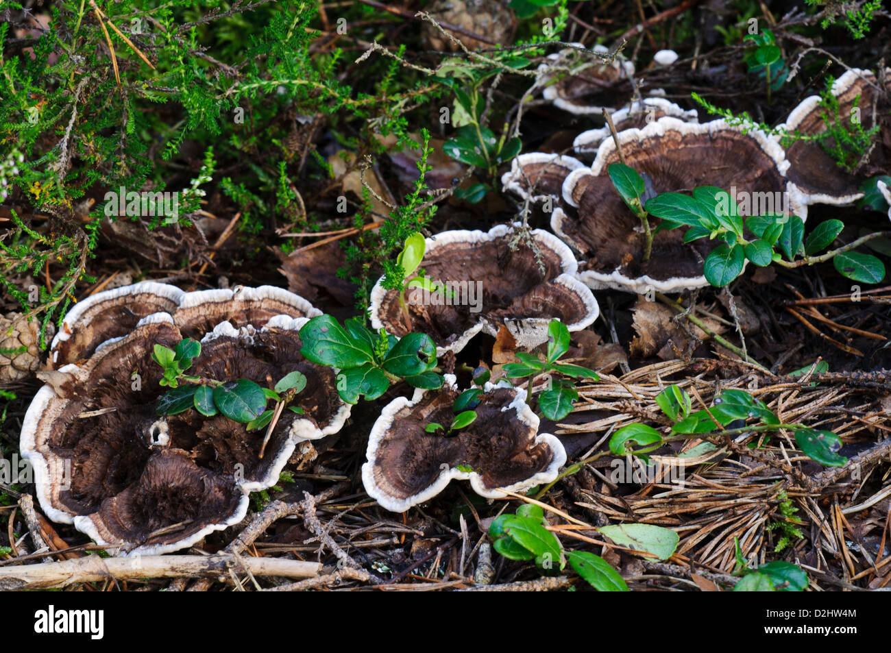 The fruiting bodies of zoned tooth fungus (Hydnellum concrescens ...