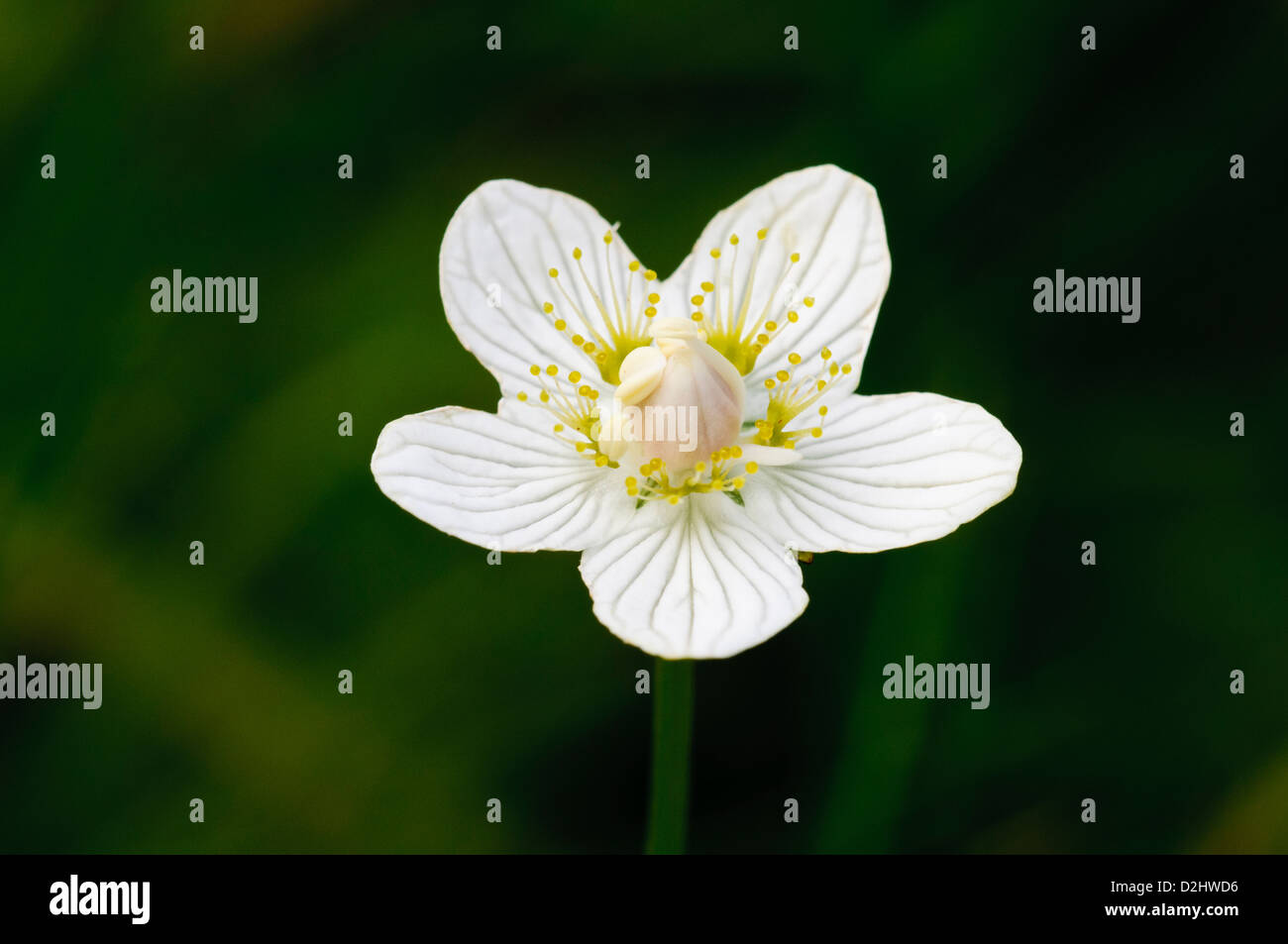 A single flower of grass-of-parnassus (Parnassia palustris) growing on ...