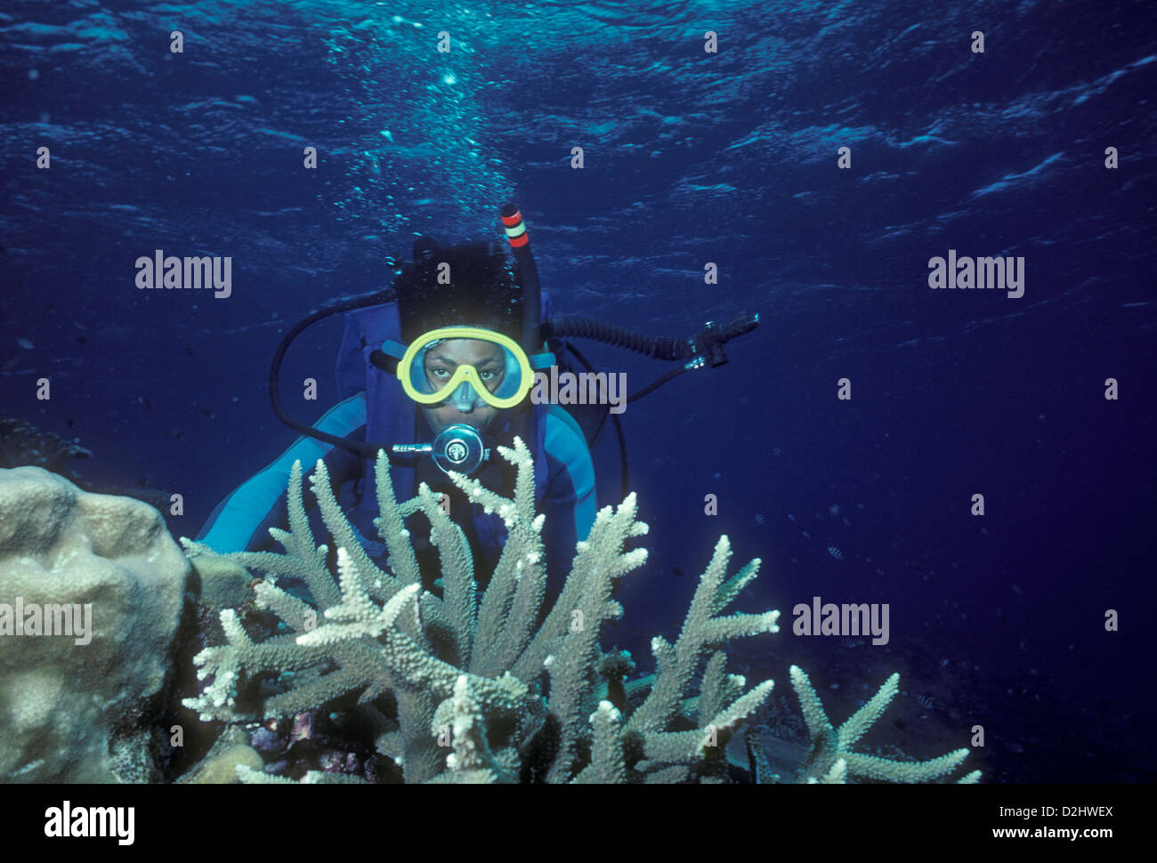 Fijian woman, Fijian, woman, scuba diver, scuba diving, coral reef ...