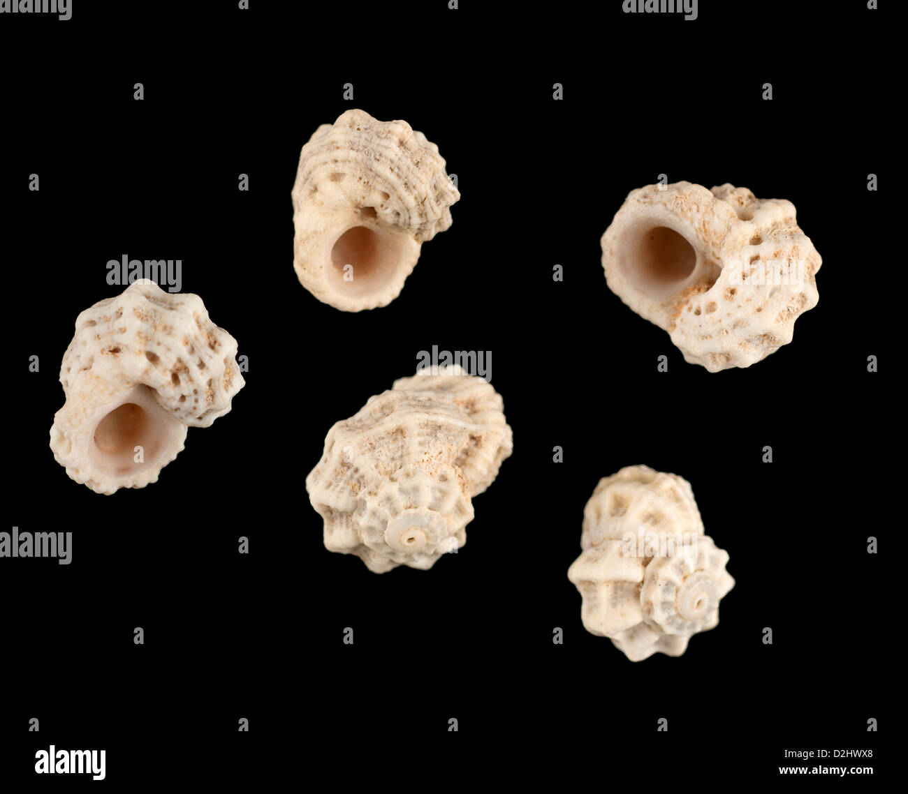 Netted turbo shells Stock Photo - Alamy