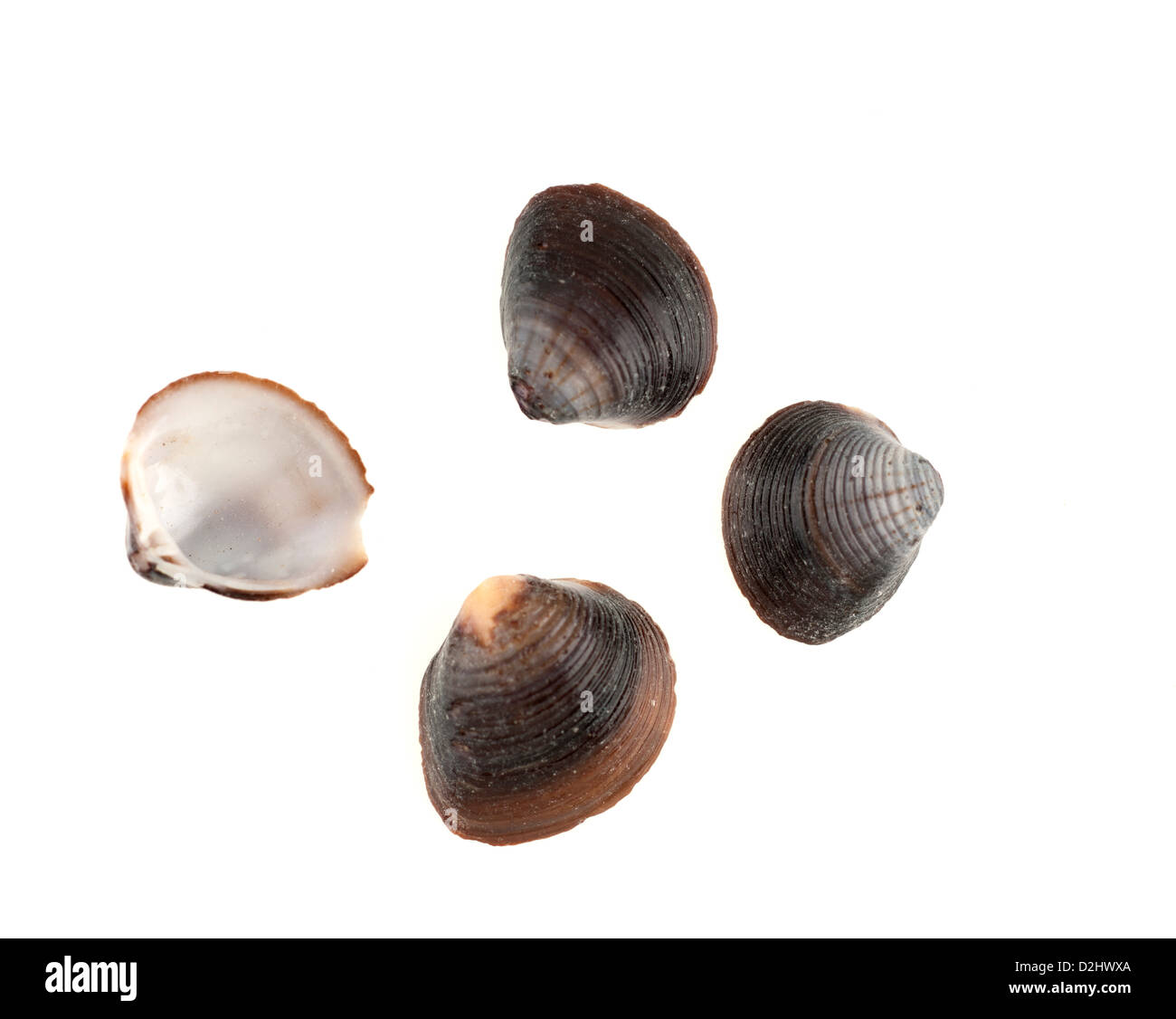 Venus clam hi-res stock photography and images - Alamy
