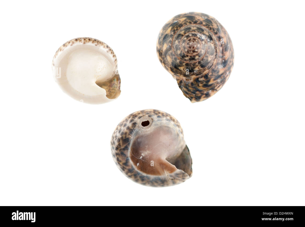 Grey top shell hi-res stock photography and images - Alamy