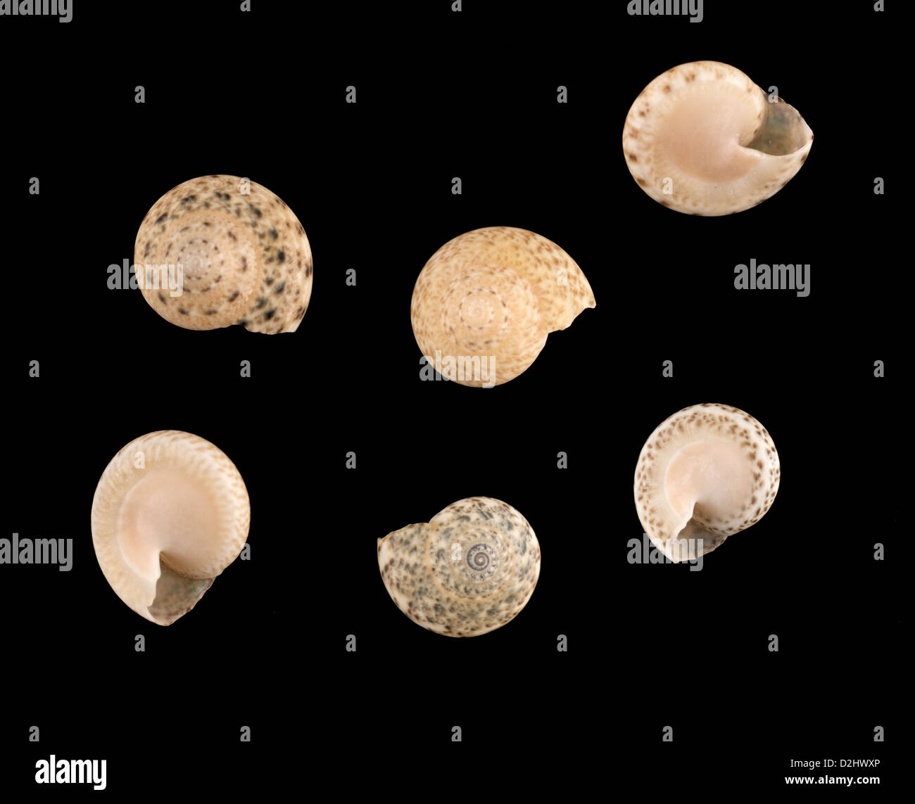 6 shells hi-res stock photography and images - Alamy
