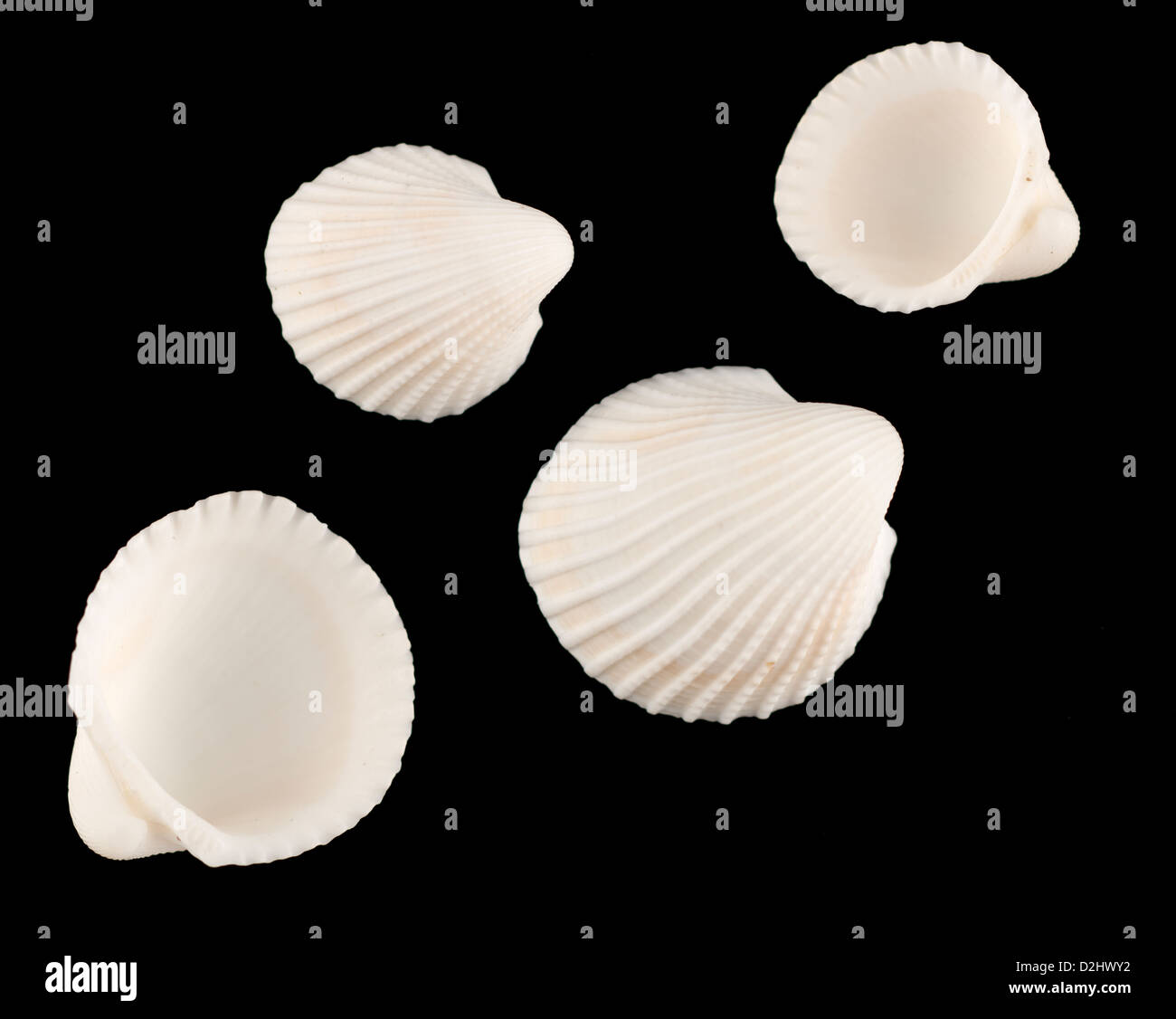 Saltwater on shells hi-res stock photography and images - Alamy