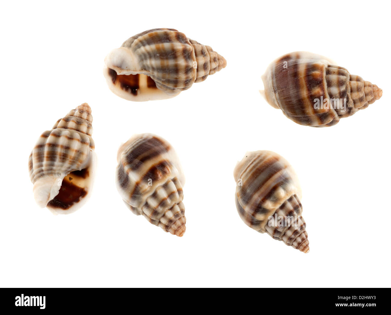 Nassa shells hi-res stock photography and images - Alamy