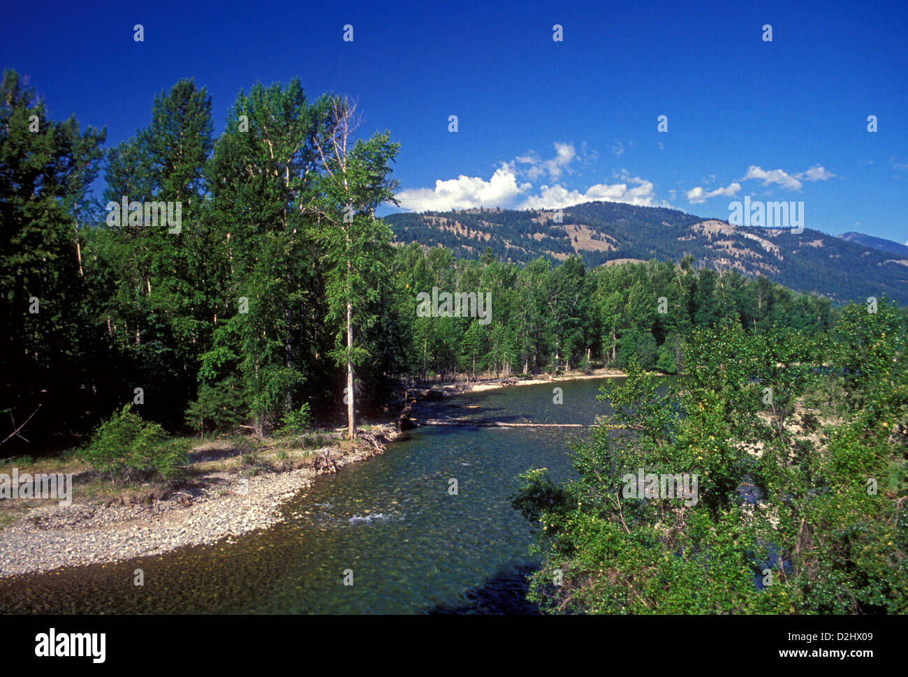 Buttle mule emauch hi-res stock photography and images - Alamy