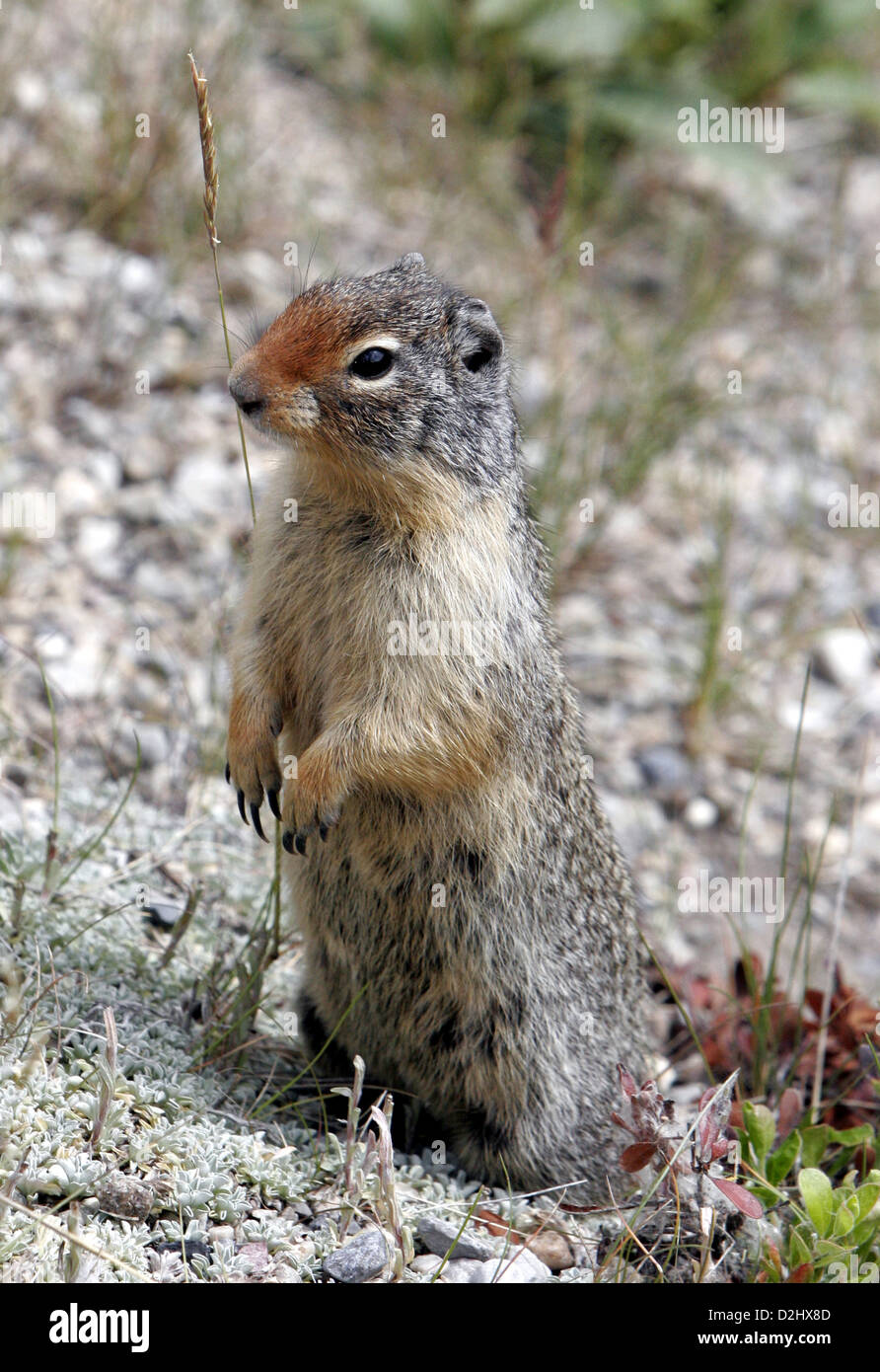 Little critter hi-res stock photography and images - Alamy
