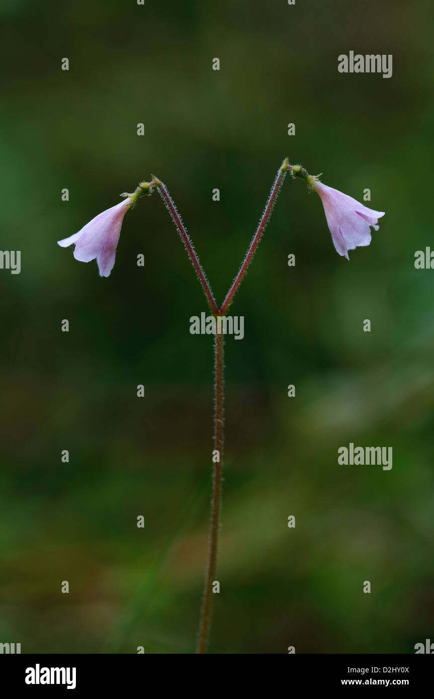 A double bloom of twinflower (Linnaea borealis) growing in an area of ...