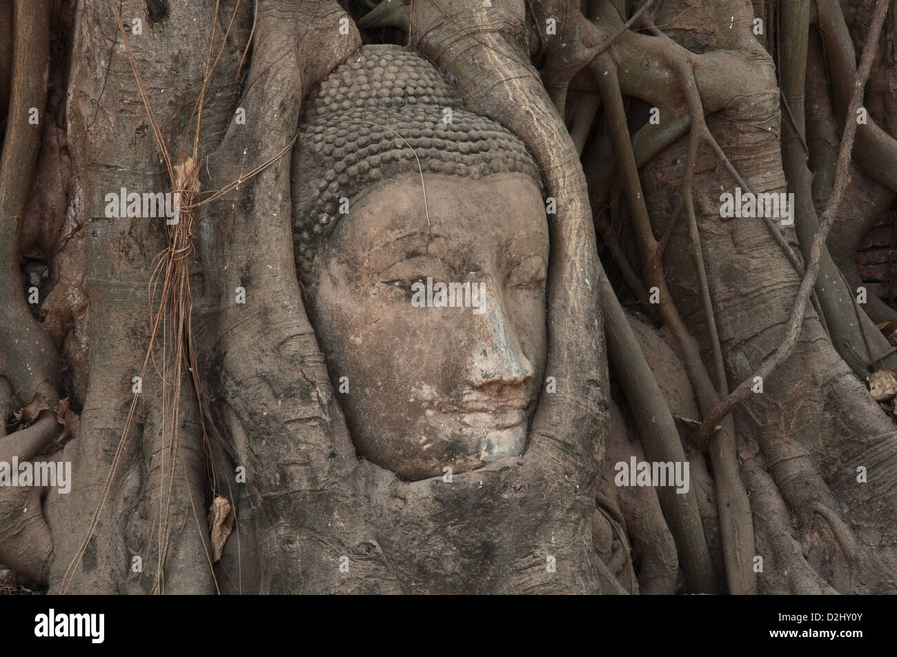 Thailand ayutthaya sacred tree hi-res stock photography and images - Alamy