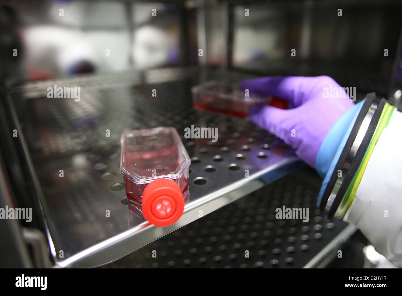 A virologist works in the new high security laboratory (Biosafety level ...