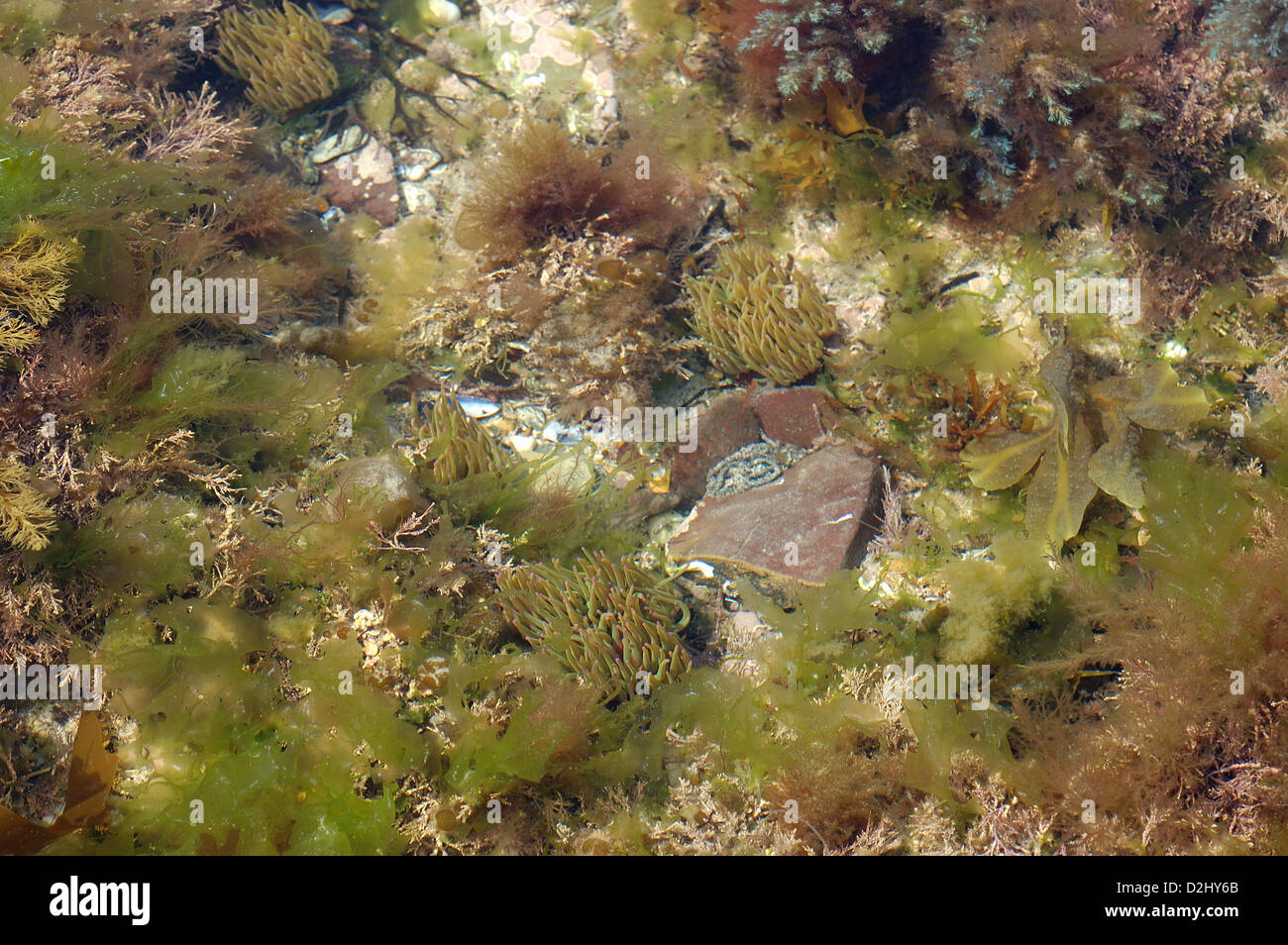 Rock pool creatures hi-res stock photography and images - Alamy