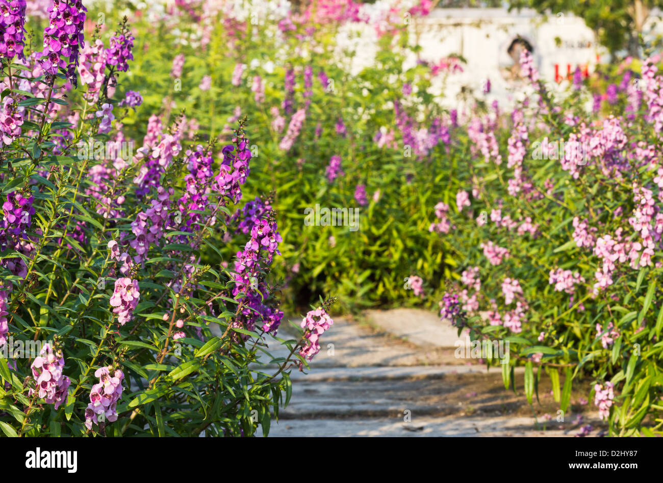 Purple Flowers along the Pavement in the Garden Stock Photo - Alamy