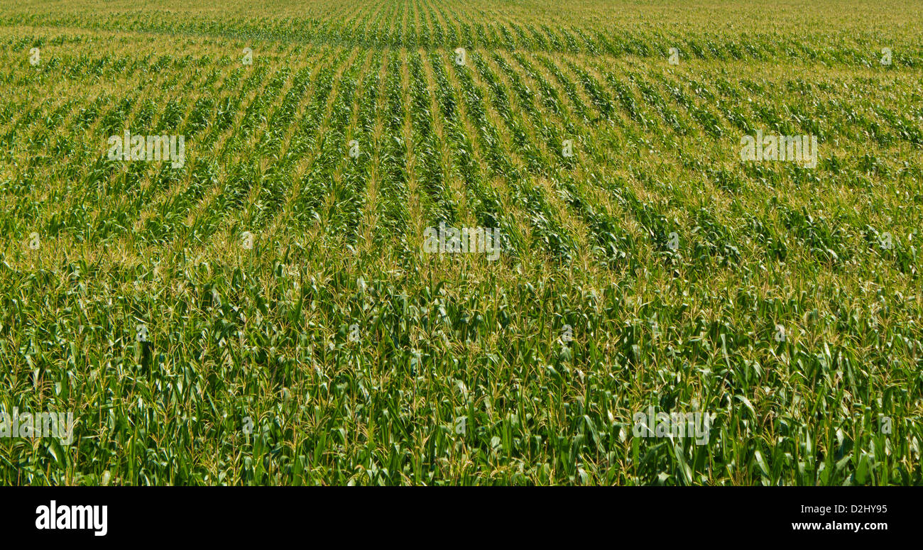 A field of fresh corn Stock Photo - Alamy