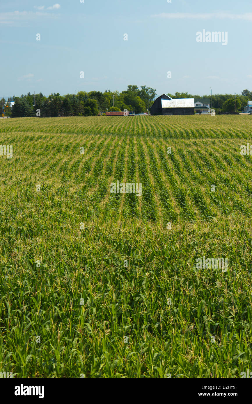 A field of fresh corn Stock Photo - Alamy