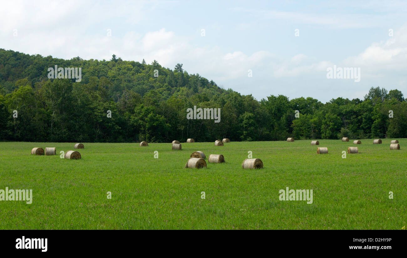 Bails of hay on a farm field Stock Photo - Alamy