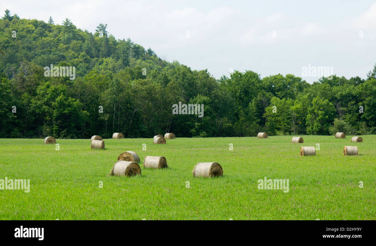 Bail Hay Straw Agriculture High Resolution Stock Photography and Images ...