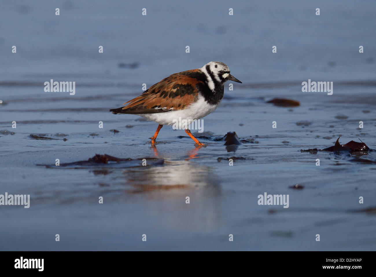 Ruddy Turnstone Arenaria interpres Shetland, Scotland, UK Stock Photo ...