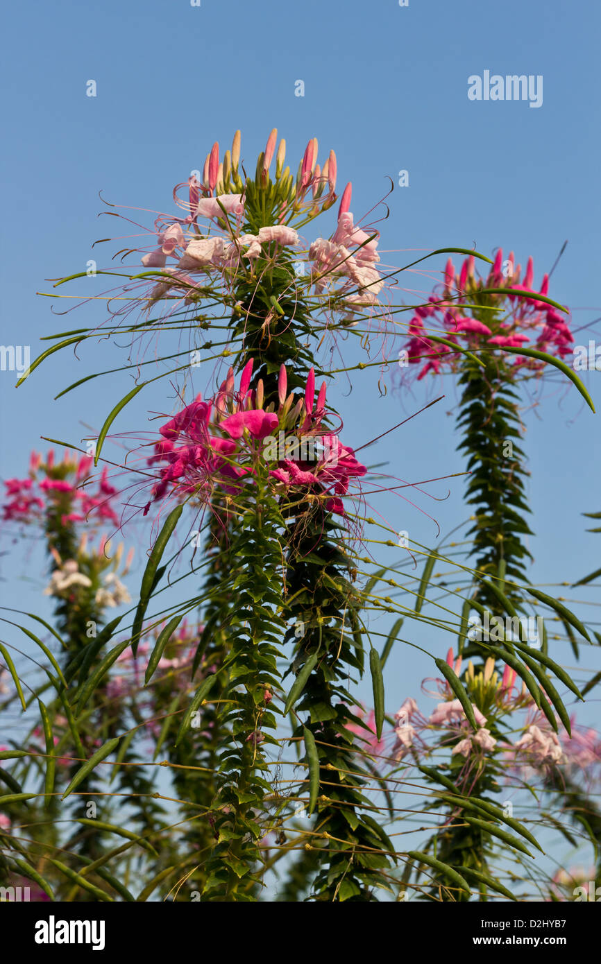 Pink Flowers on the top of plants Stock Photo - Alamy