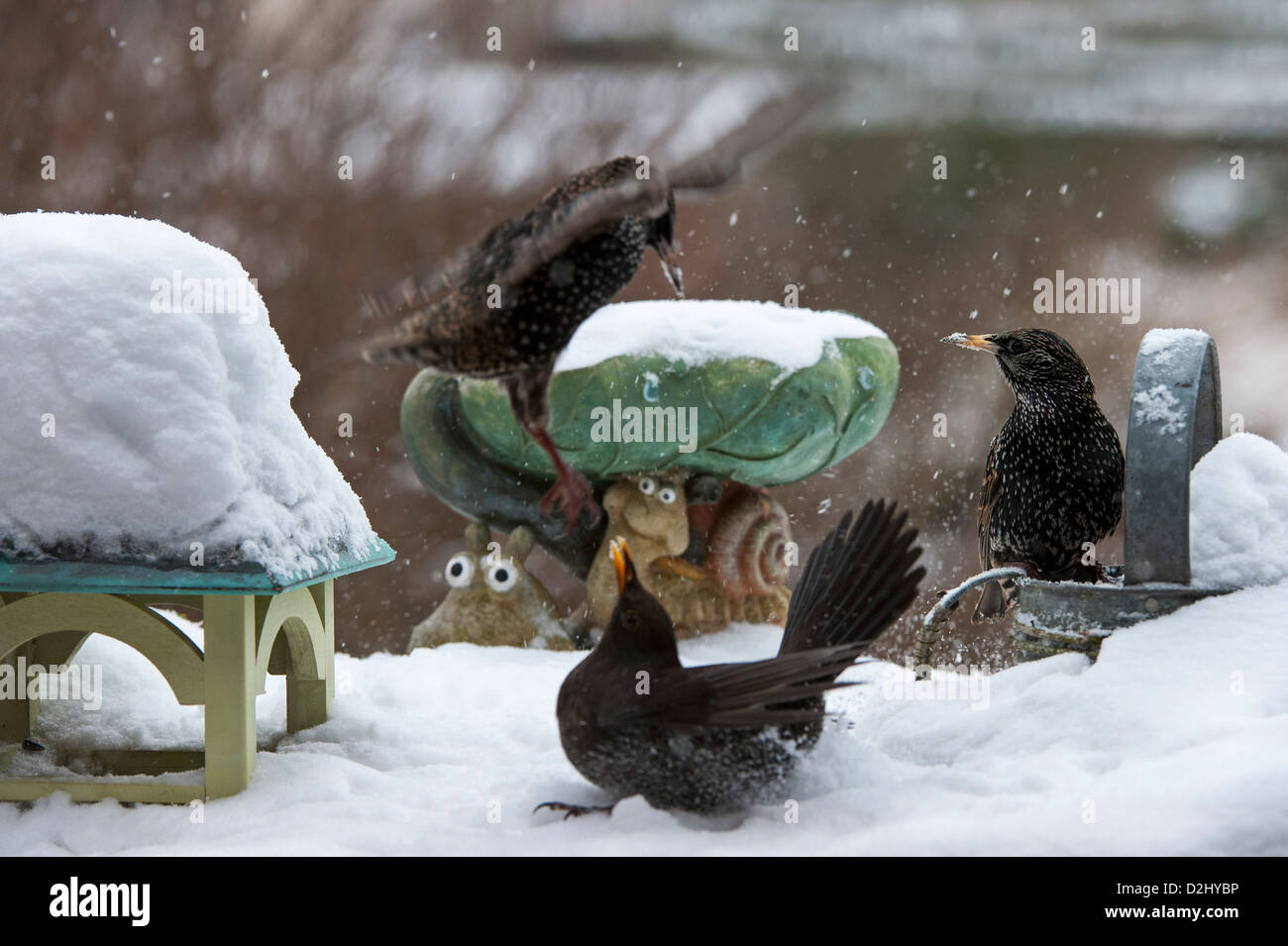 Common starlings / European starling fighting with blackbird at bird ...
