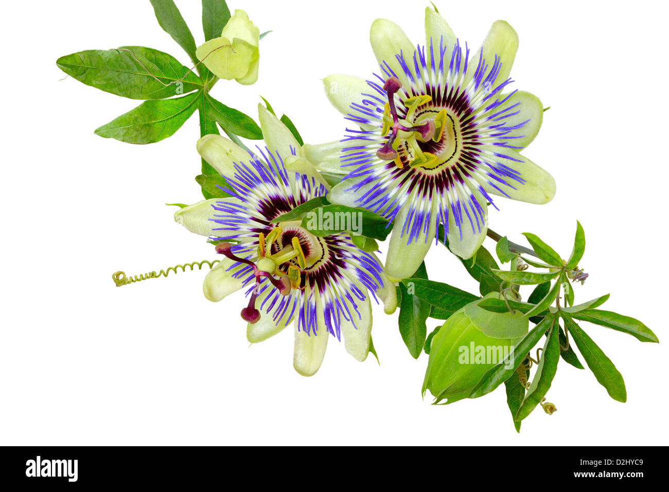 Passion flower (Passiflora) isolated on white background. Isolated with ...