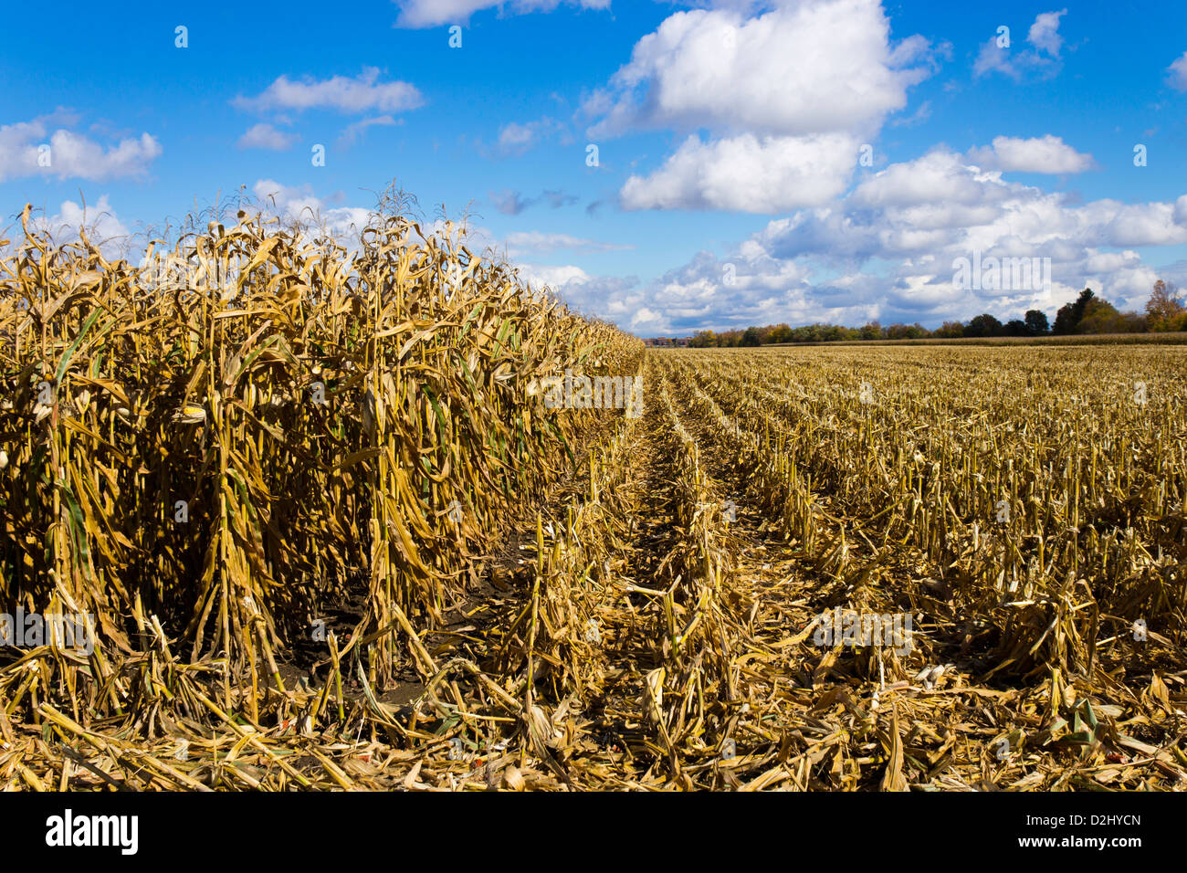 Corn field during harvest Stock Photo - Alamy