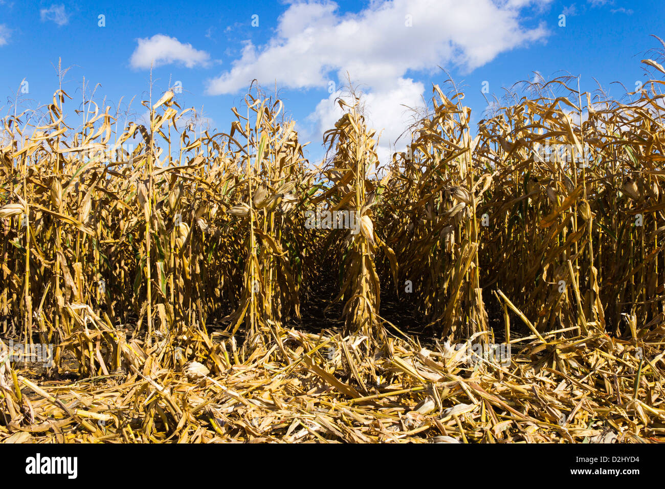 Corn field during harvest Stock Photo - Alamy