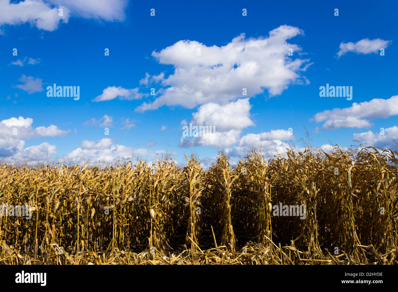 Corn field during harvest Stock Photo - Alamy