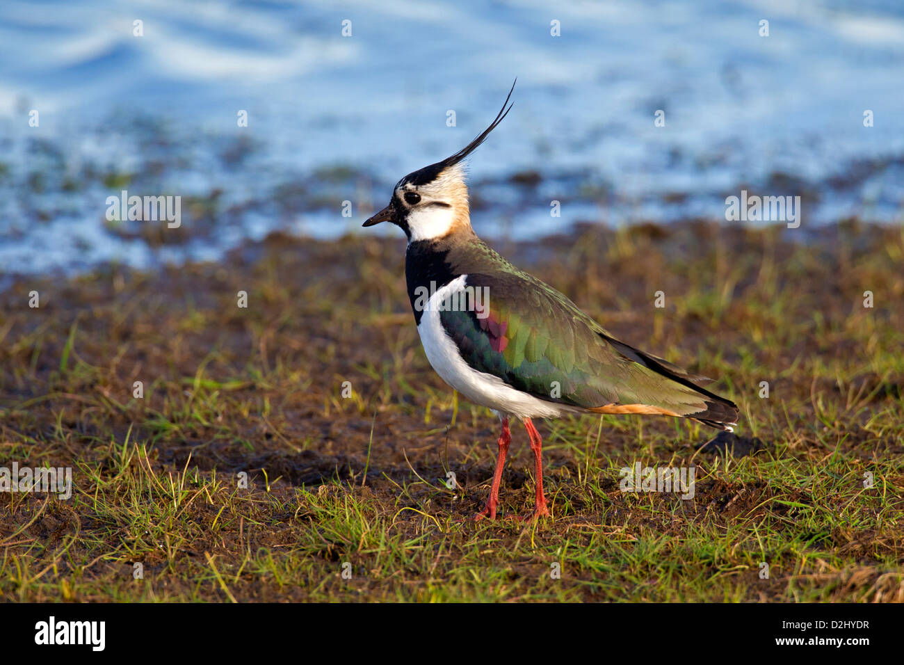 Lapwings Wading Uk High Resolution Stock Photography and Images - Alamy