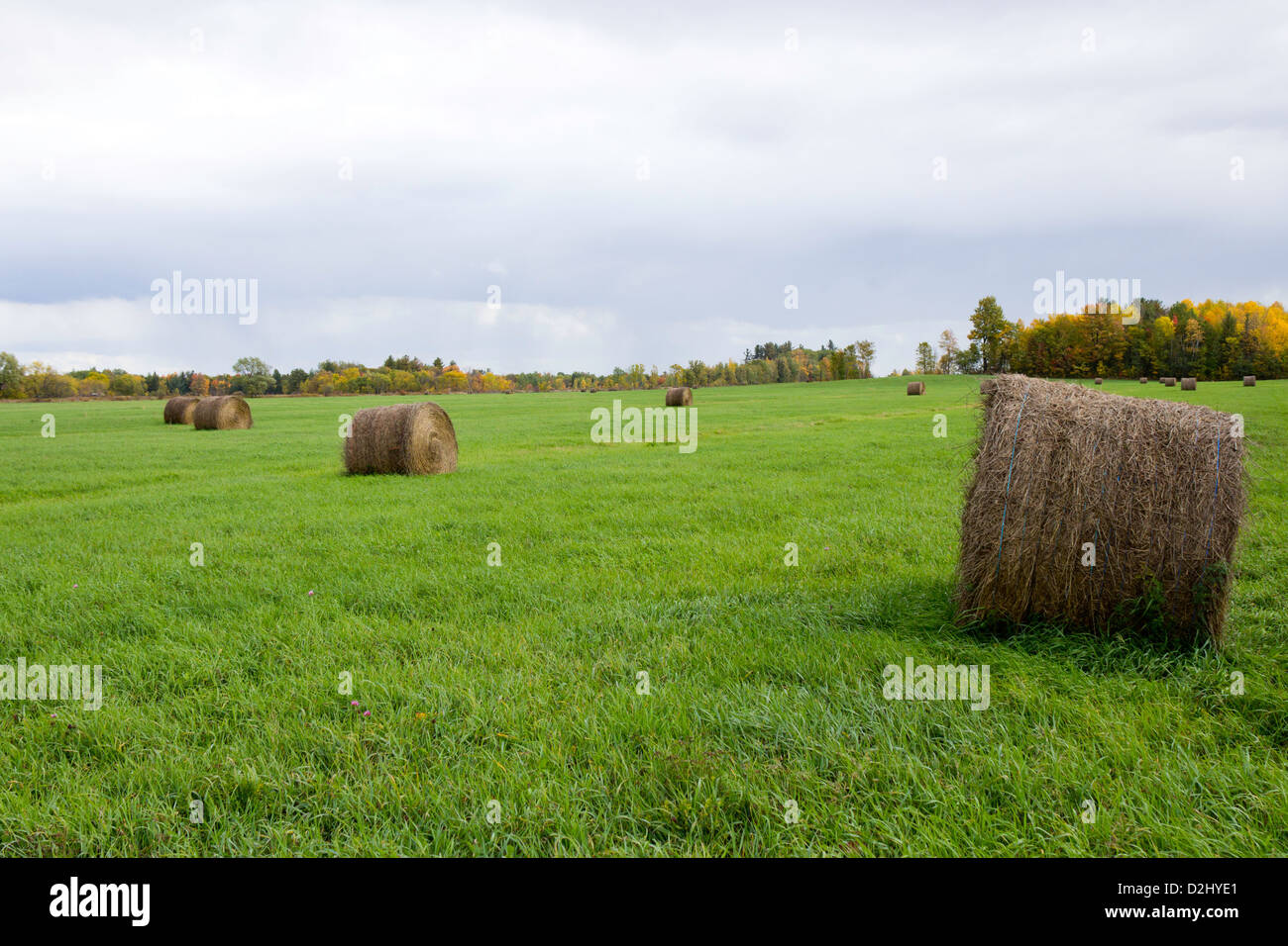 Farm field with bails of hay Stock Photo - Alamy