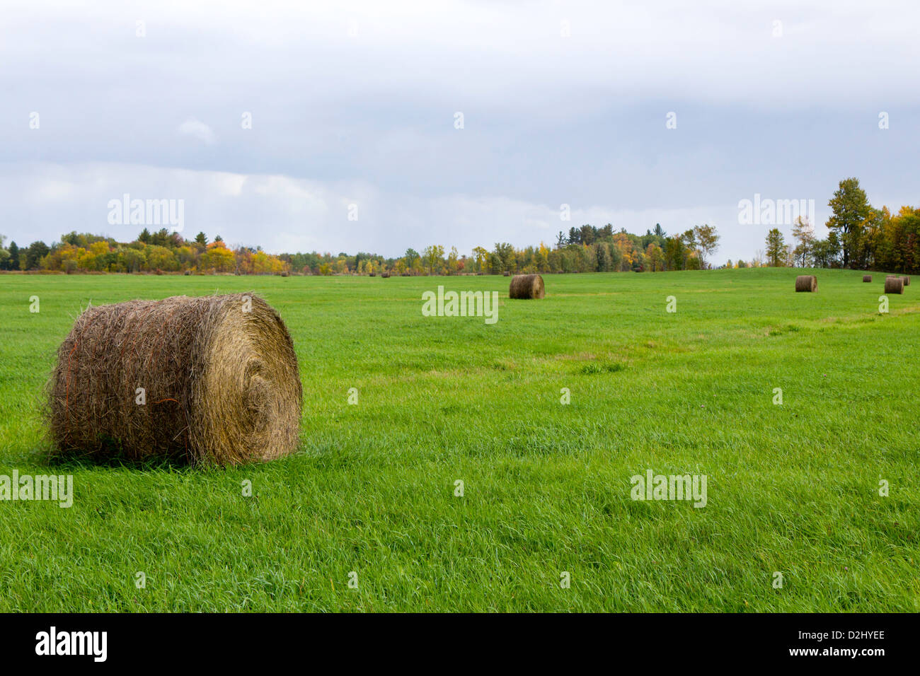Bail hay agriculture crop hi-res stock photography and images - Alamy
