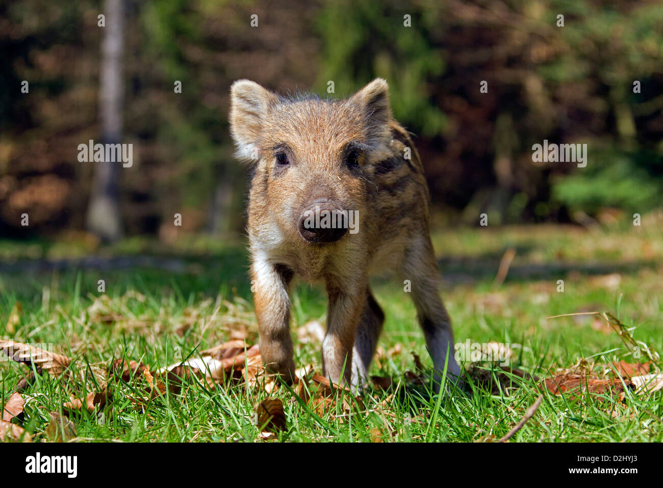 Wild boar (Sus scrofa) piglet showing striped coat in forest in spring ...
