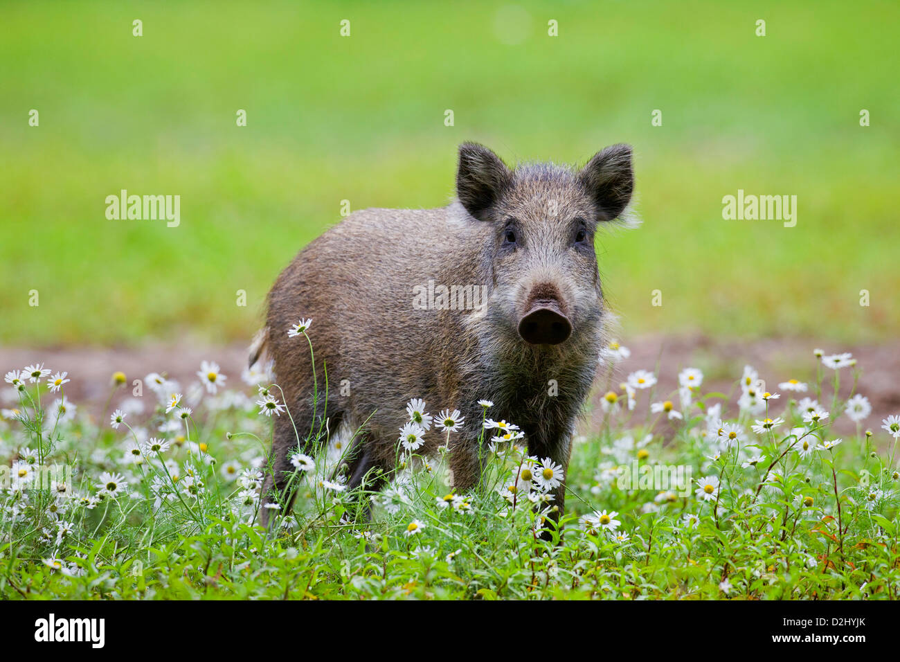 Young wild boar hi-res stock photography and images - Alamy