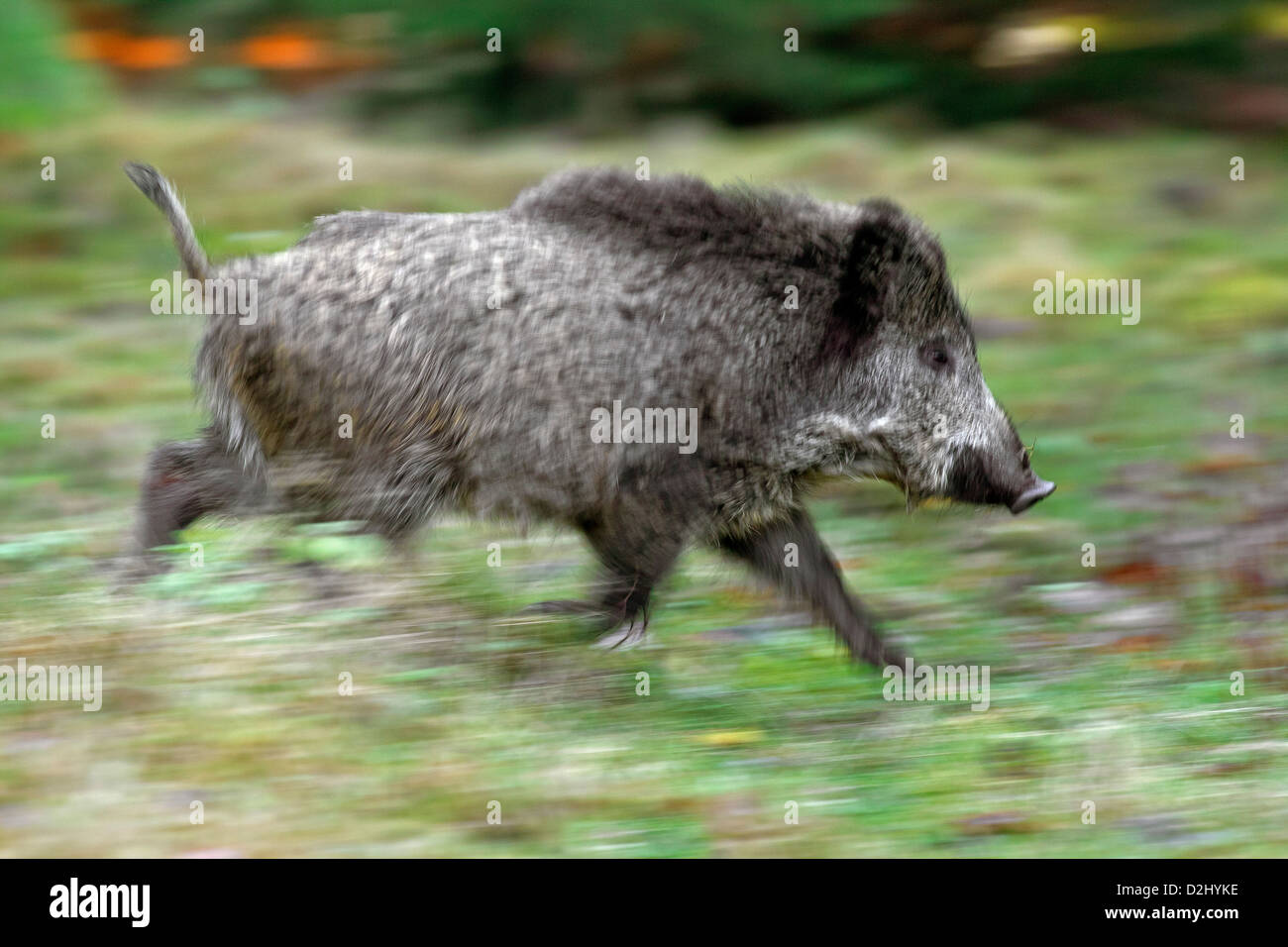 Pig piglet running hi-res stock photography and images - Alamy