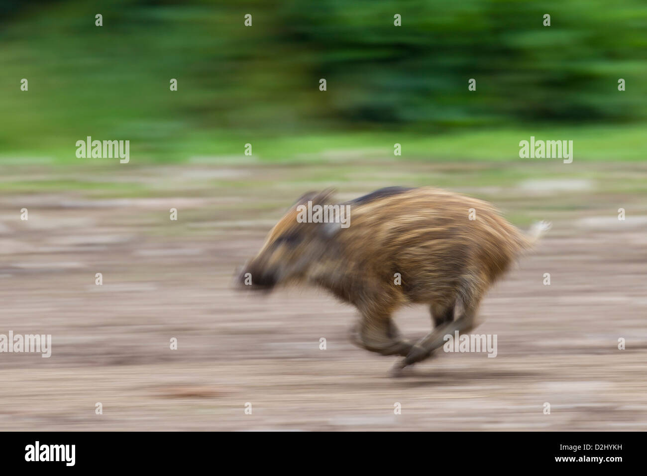 Pig piglet running hi-res stock photography and images - Alamy