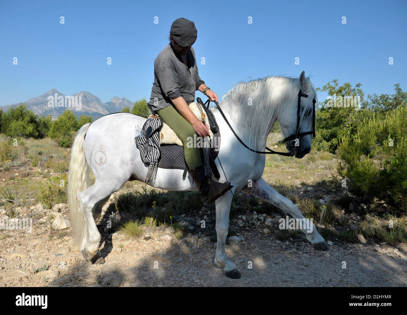 spanish man in his forties and his white Andalusian Gelding outside in ...