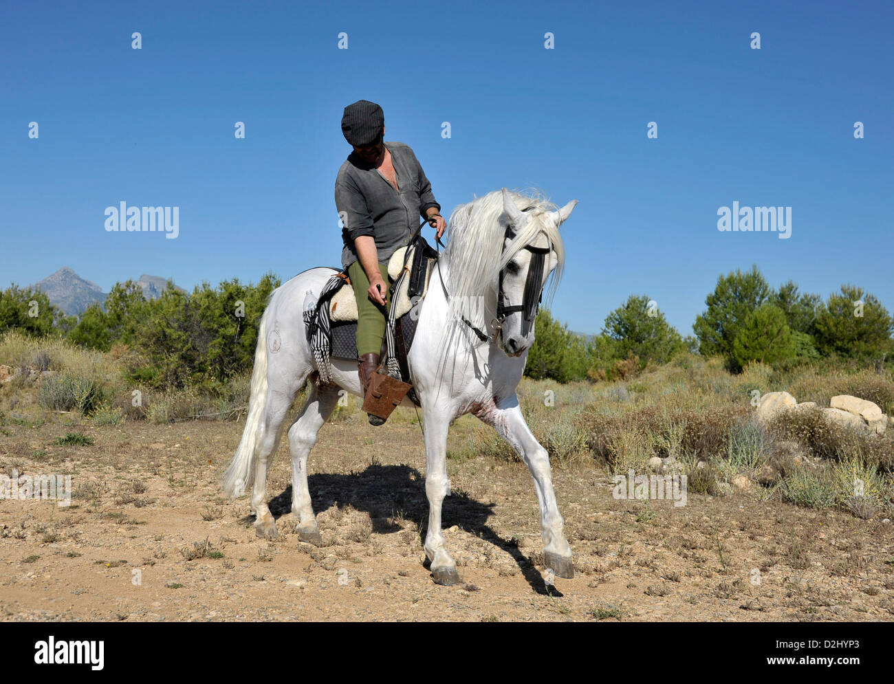 spanish man in his forties and his white Andalusian Gelding outside in ...