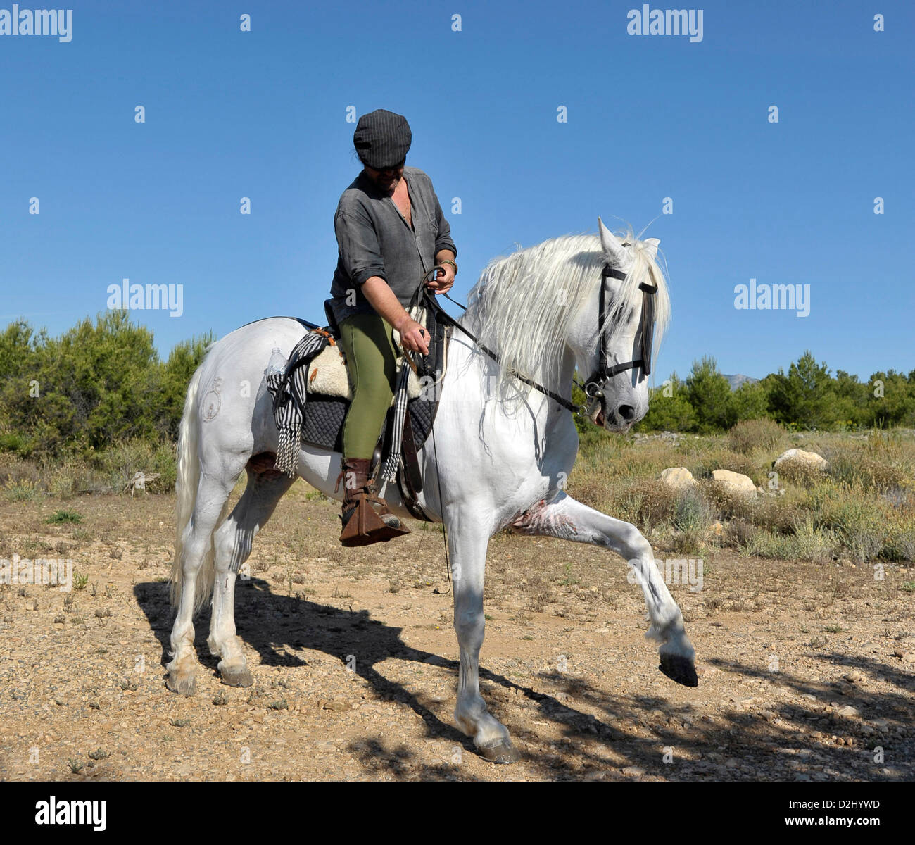 spanish man in his forties and his white Andalusian Gelding outside in ...