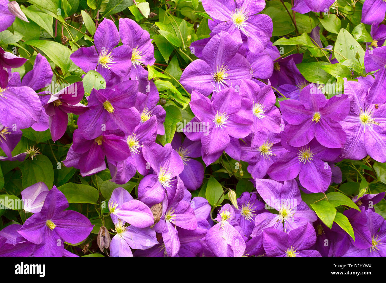 Violet Clematis flowers with raindrops in the garden. Summer flowers in ...