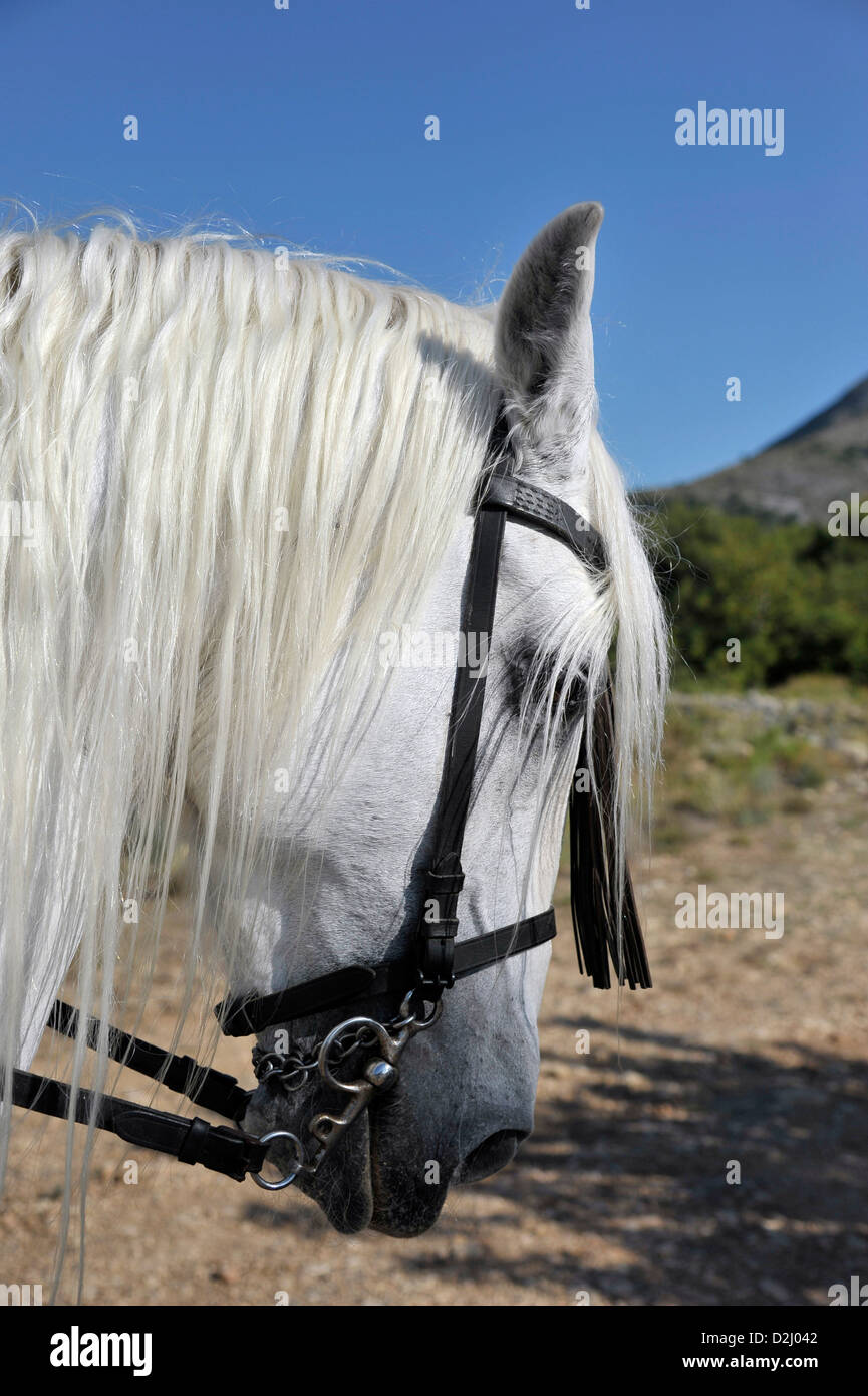 spanish man in his forties and his white Andalusian Gelding outside in ...