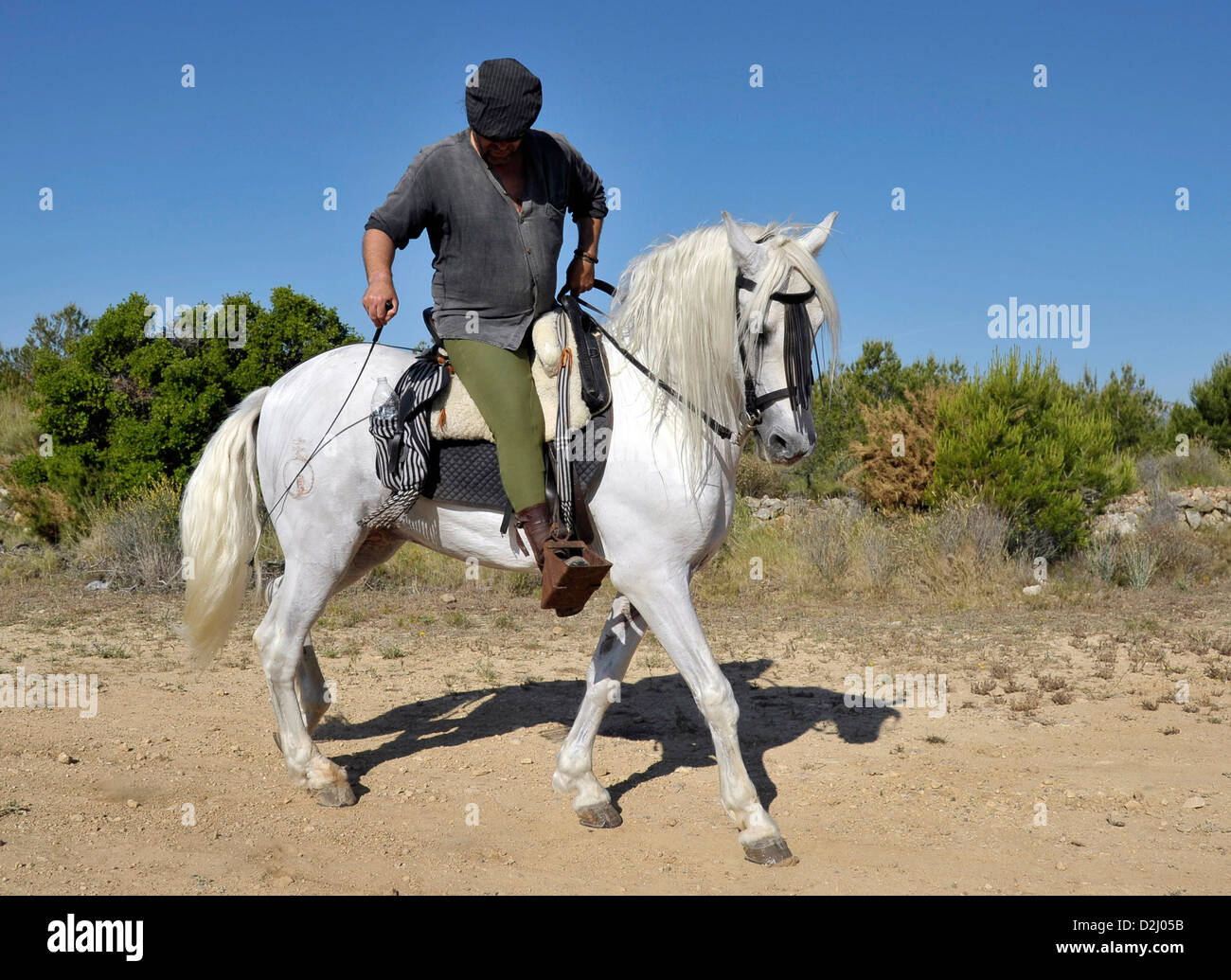 spanish man in his forties and his white Andalusian Gelding outside in ...