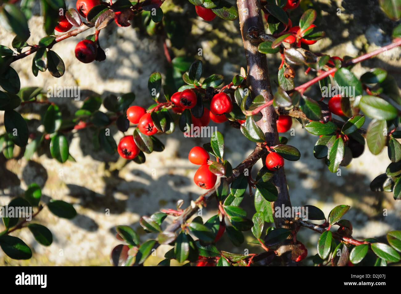 Red berries on evergreen shrub Stock Photo - Alamy