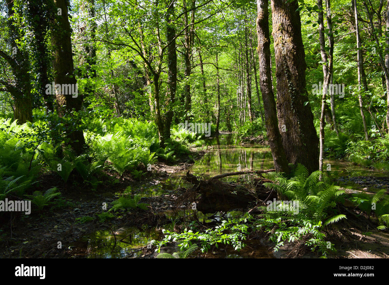 Old growth forest stream hi-res stock photography and images - Alamy