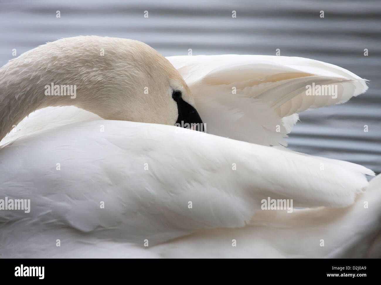 A Mute Swan preening its feathers Stock Photo - Alamy
