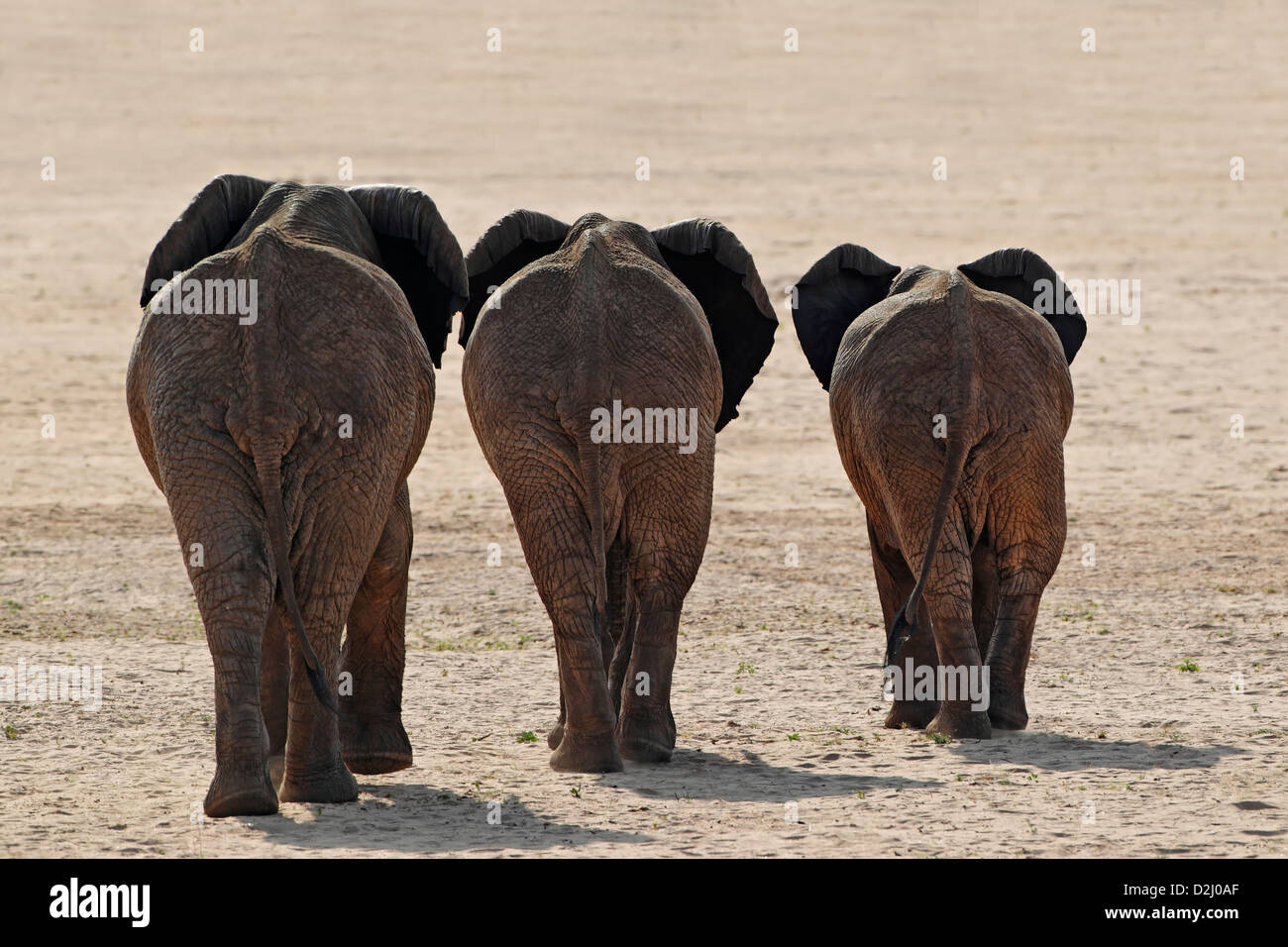 three elephants from behind, backside view, Samburu National Reserve ...