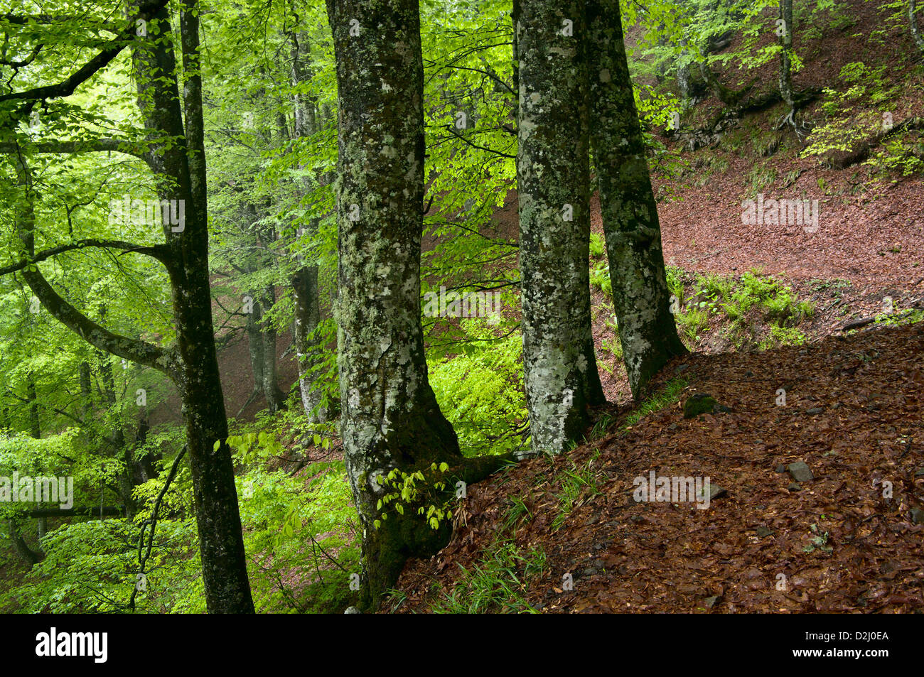 Summer trail hi-res stock photography and images - Alamy