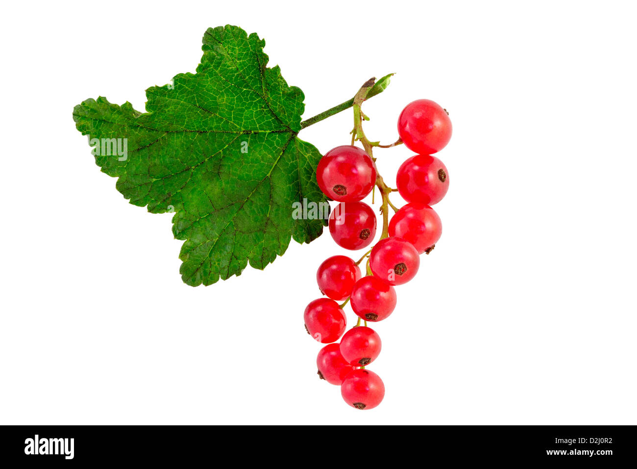 Red currant fruit with dirty, old leaf. Isolated on white background ...