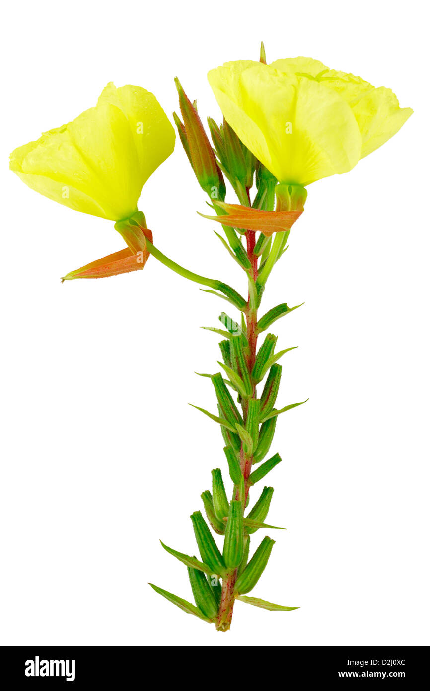 Evening primrose (Oenothera ) on white background. Isolated with ...