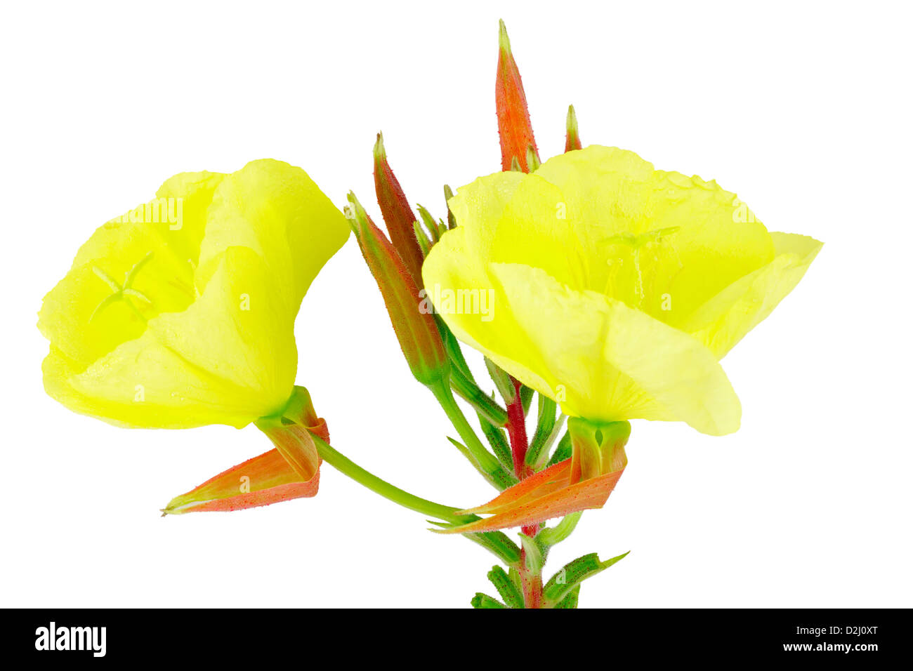 Evening primrose (Oenothera ) on white background. Isolated with ...