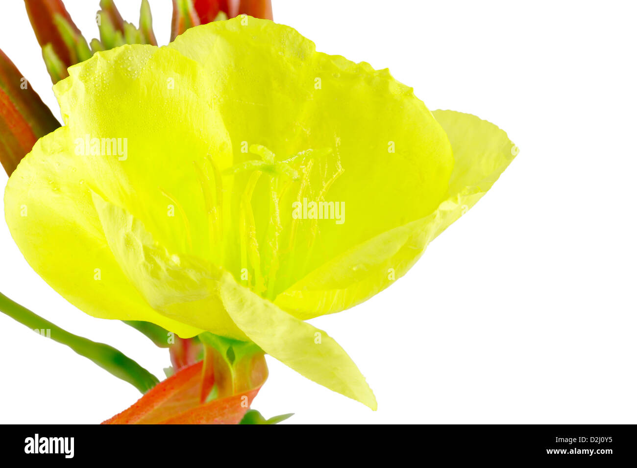 Evening primrose (Oenothera ) on white background. Isolated with ...