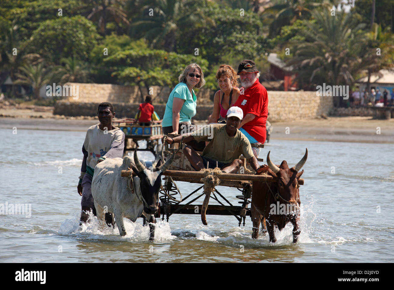 Ox Cart Ship to Shore Transportation for Tourists Traveling from ...